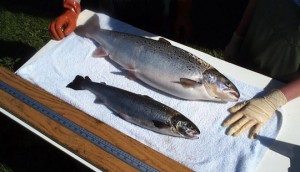 FDA Approves GE-Salmon, Billionaire Owner Gets Big Win